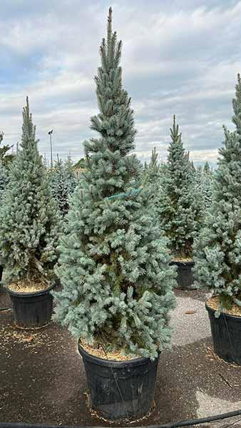 Picea Pungens Iseli Fastigiate Colorado Spruce Blue Spruce