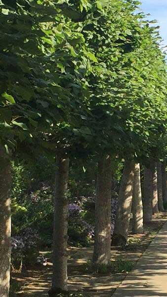 Pleached Lime Trees. Tilia Europaea Pallida Pleached Online