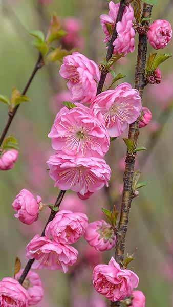 Prunus Triloba Rosenmund Cherry Almond or Flowering Almond