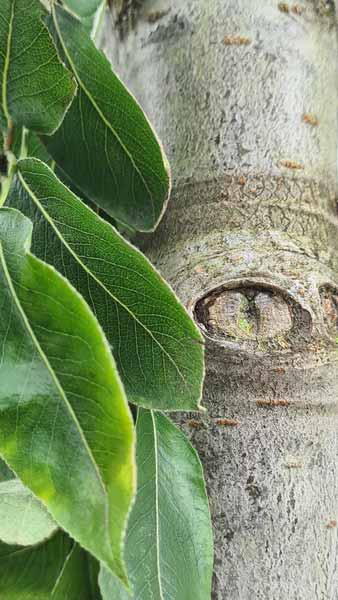 Standard Pear Tree. Standard Williams Pear Tree Bon Chretien
