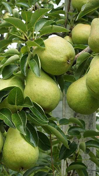 Pleached Pear Tree. Pleached Pear Tree Williams Bon Chrétien