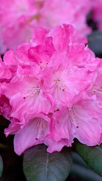 Rhododendron Kalinka Purple Flowering Evergreen Shrub