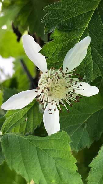 Rubus Idaeus Flower