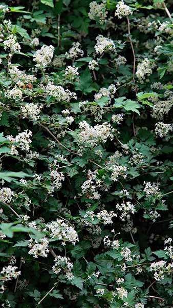 Stephanandra Incisa Crispa Lace. Low Growing Ground Cover