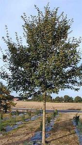 Field Maple Trees for Sale. Acer Campestre. Hedge Maple