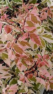 Acer Negundo Flamingo. Variegated Box Elder for Sale UK