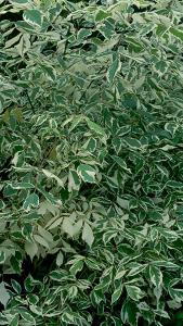 Acer Negundo Variegatum Ashleaf Maple Varietaged Leaf Form