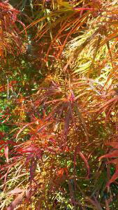 Acer Palmatum Red Pygmy. Dwarf Red Japanese Acers Online UK