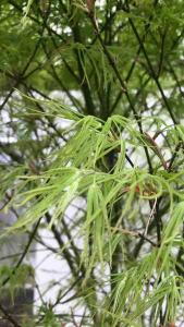 Acer Palmatum Scolopendrifolium Japanese Maple Shinobuga Oka