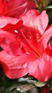 Azalea Arabesk. Profuse red flowers Nice compact bushy shape