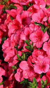 Azalea Amoena. Azaleas Obtusum.Evergreen Shrub Buy Online UK