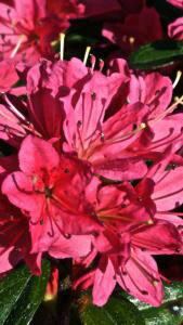 Azalea Japonica Silver Queen, Flowering Trees and Shrubs UK