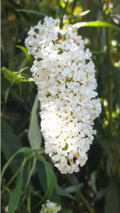 Buddleia White Profusion. White Florering Butterfly Bush