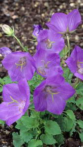 Campanula Blue Clips. Carpathian Bellflower Blue Clips