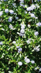 Ceanothus Impressus Victoria California Lilac Online UK
