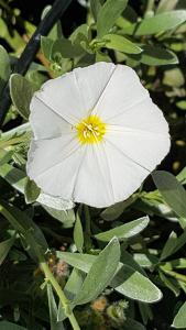 Convolvulus Cneorum. Shrubby Bindweed. Silvery Bindweed