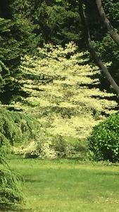 Cornus Controversa Variegata. Wedding Cake Tree. Buy Online.