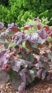 Corylus Colurna Turkish Hazel Multi Stem Mature Trees Online