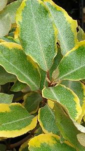 Elaeagnus Ebbingei Viveleg Oleaster Viveleg for Sale Onlne