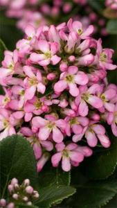 Escallonia Laevis Pink Elle Evergreen Hedging Shrub Buy Online