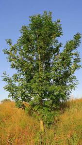 Fraxinus Excelsior Nana Dwarf Ash Tree for Sale Online