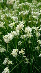 Luzula Nivea Snowy Woodrush White Flowering Perennial