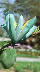 Magnolia Blue Opal Magnolia Acuminata Blue Opal for Sale UK