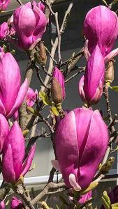 Magnolia Watermelon - Flowering Tree with Pale Pink Blooms