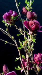 Magnolia Genie for Sale UK. Buy Mature Magnolia Genie Online