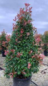 Photinia Red Robin Compacta Topiary Standard Trees for Sale