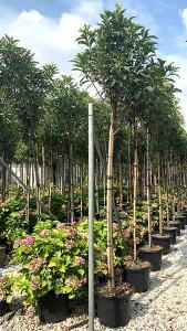 Photinia Serratifolia Crunchy Full Standard Shaped Tree