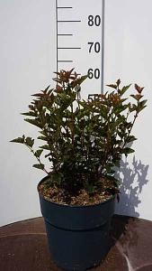 Physocarpus Opulifolius Red Baron. Ninebark Red Baron