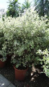 Pittosporum Silver Magic