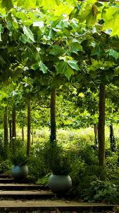 Platanus Hispanica Pleached London Plane Trees. Deciduous