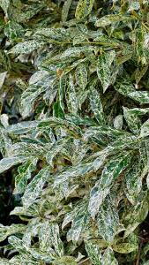 Prunus laurocerasus Zabeliana. Zabels Cherry Laurel for Sale