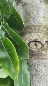 Standard Pear Tree. Standard Williams Pear Tree Bon Chretien