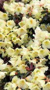 Dwarf Rhododendron Shamrock for Sale Online UK