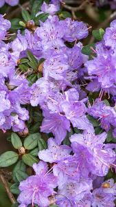 Rhododendron Ramapo Dwarf Low-Growing Variety. Lilac Flowers