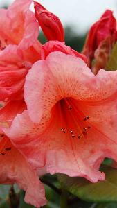 Rhododendron Tortoise Shell Orange for Sale Online UK