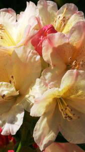 Rhododendron Firelight for Sale Online. Paramount Plants UK