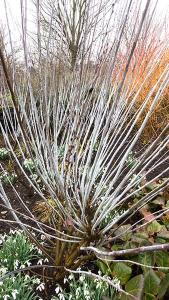Salix Exigua Coyote Willow for Sale Online UK. Willow Trees