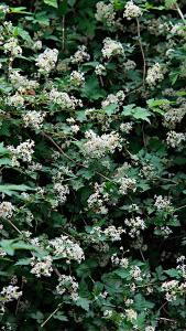 Stephanandra Incisa Crispa Lace. Low Growing Ground Cover