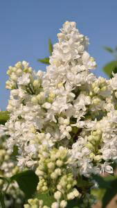 Syringa Vulgaris Nadezhda Lilac Tree for Sale Online UK