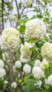 Viburnum Opulus Roseum Snowball Tree for Sale Online UK IRL