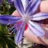 Agapanthus Peter Pan. African Lily Peter Pan. Dwarf Blue.