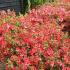 Azalea Japonica. Buy Japanese Azaleas. Acid Loving Shrubs UK