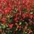 Photinia Red Robin Compacta Topiary Standard Trees for Sale
