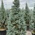 Picea Pungens Iseli Fastigiate Colorado Spruce Blue Spruce