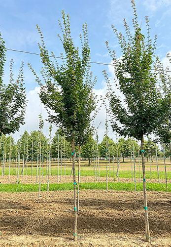 Field Maple Trees for Sale. Acer Campestre. Hedge Maple