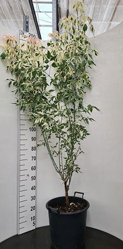 Acer Negundo Flamingo. Variegated Box Elder for Sale UK